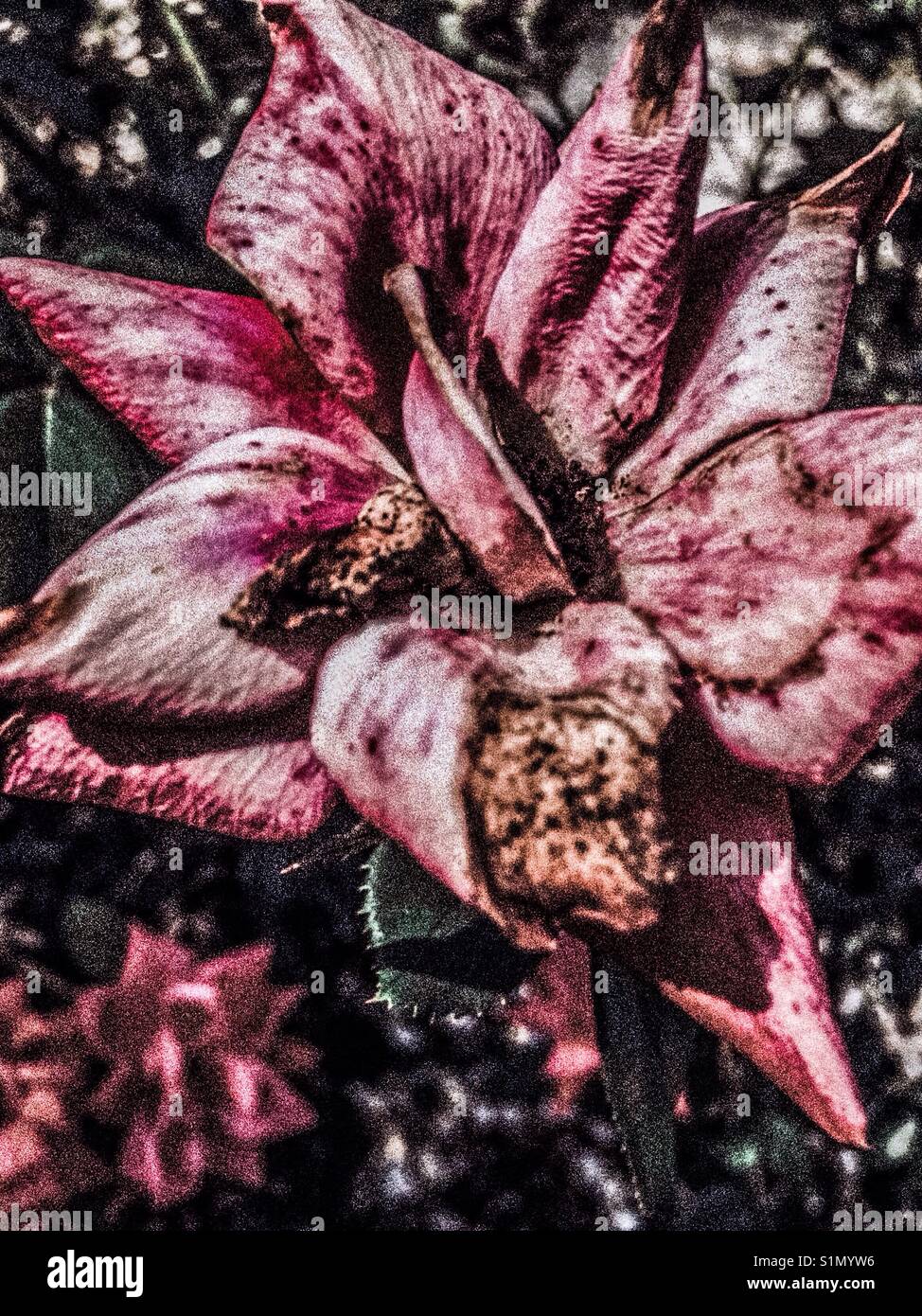 Aging beauty- pink faded, flawed rose Stock Photo - Alamy