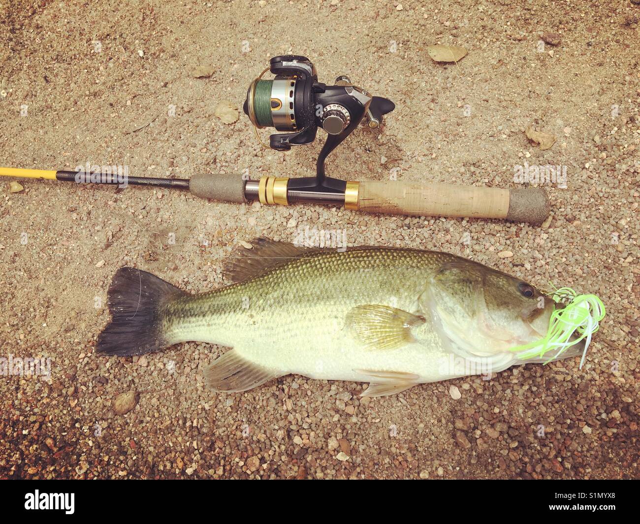 Smallmouth bass hi-res stock photography and images - Alamy