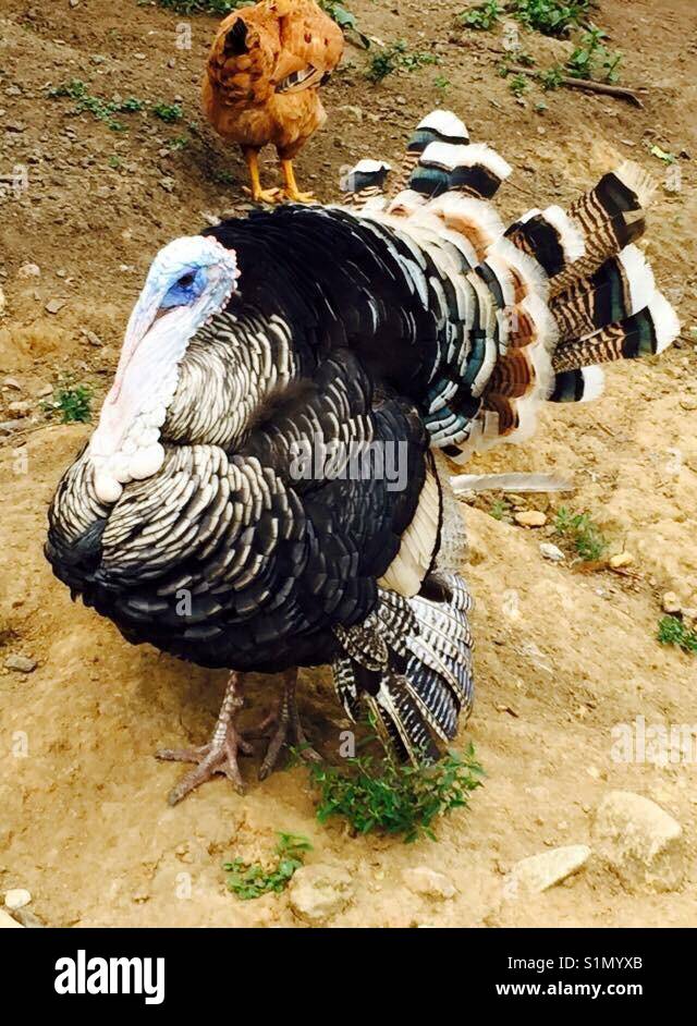 Gobble gobble hi-res stock photography and images - Alamy