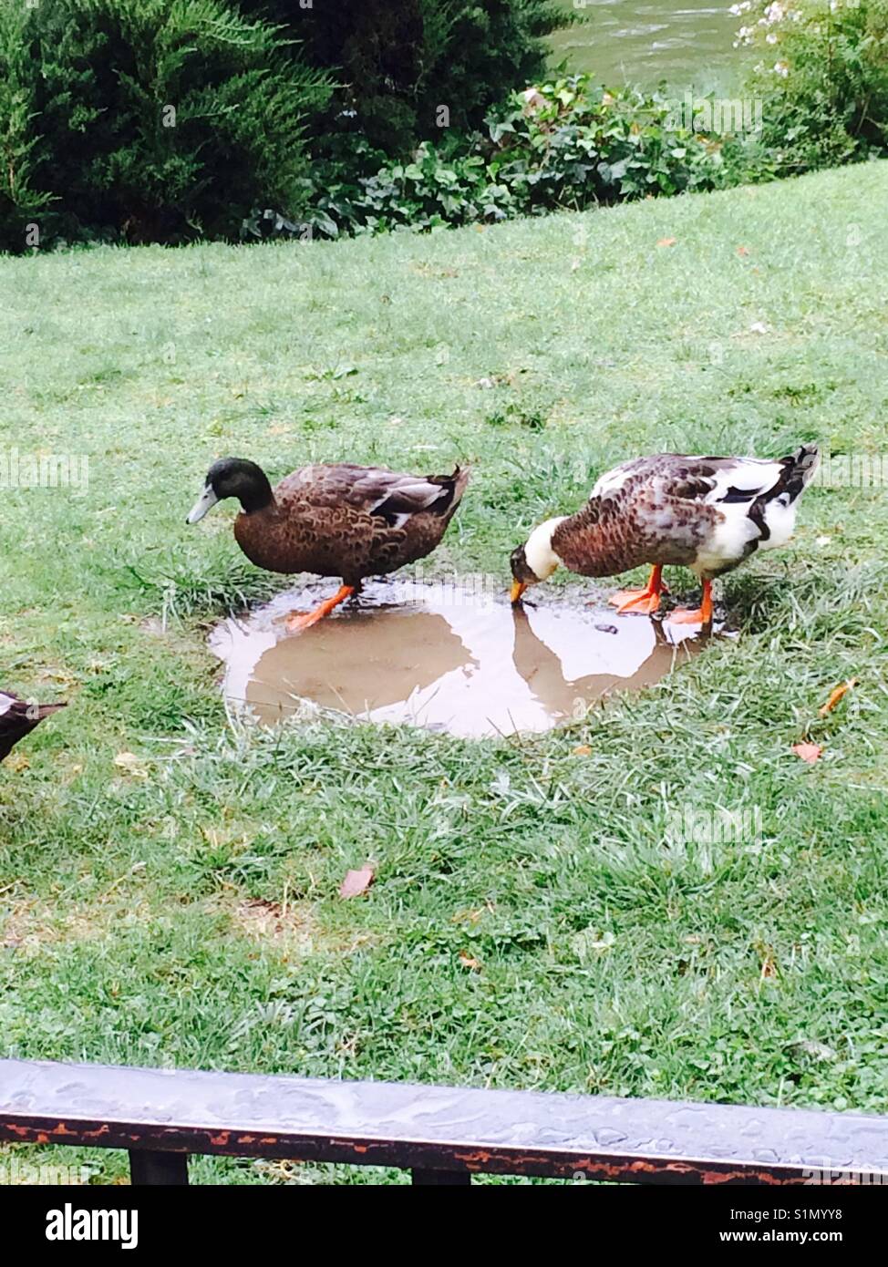 Ducks bathing and drinking Stock Photo - Alamy