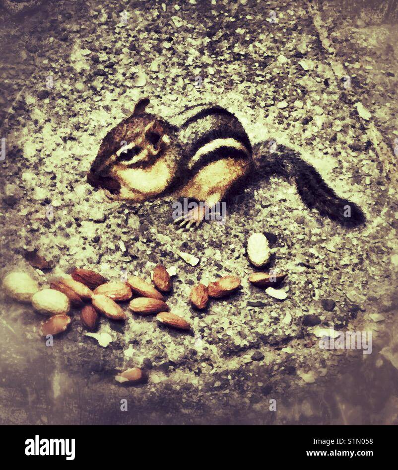 Chipmunk eating nuts hi-res stock photography and images - Alamy