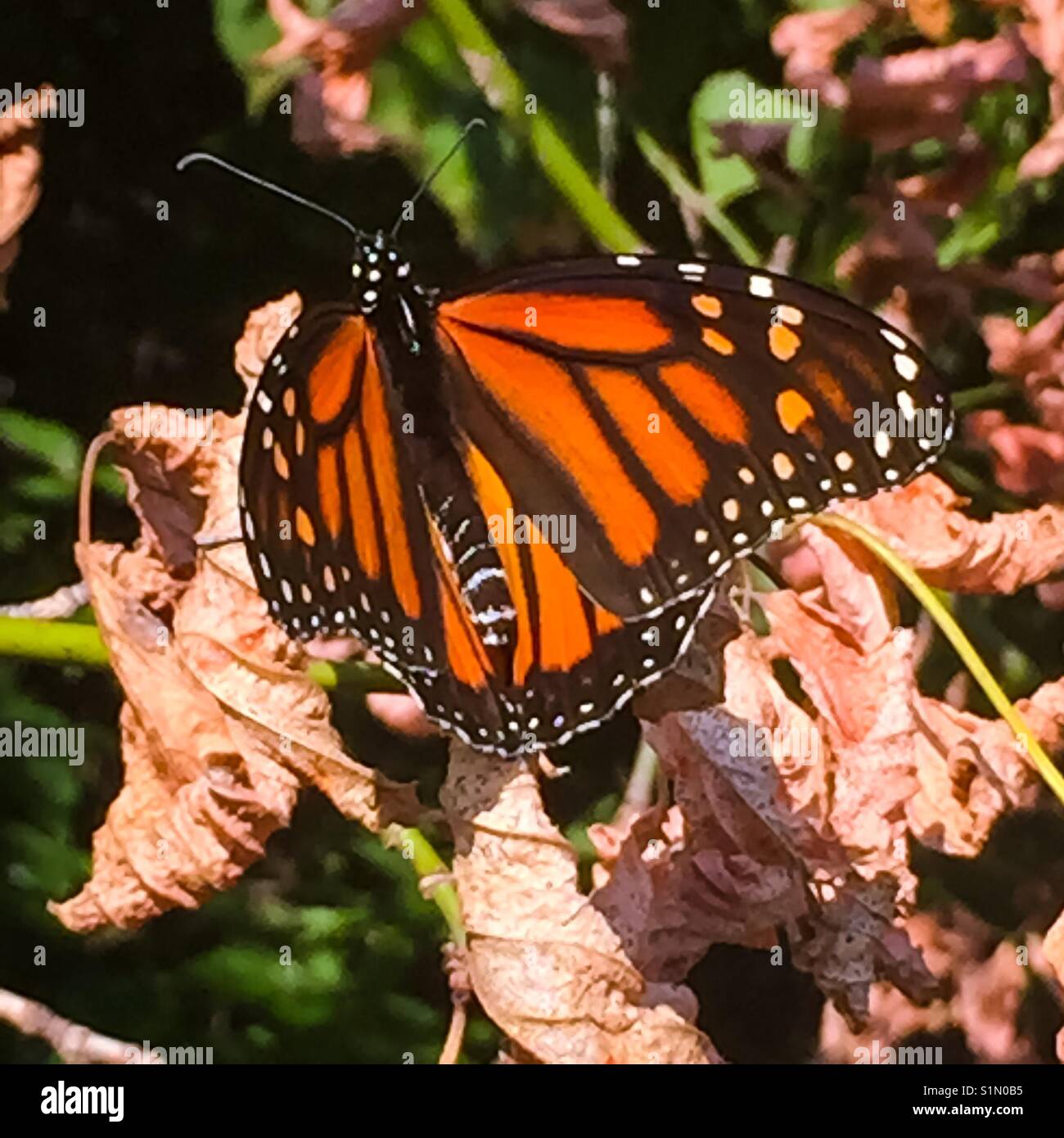 Viceroy butterfly hi-res stock photography and images - Alamy