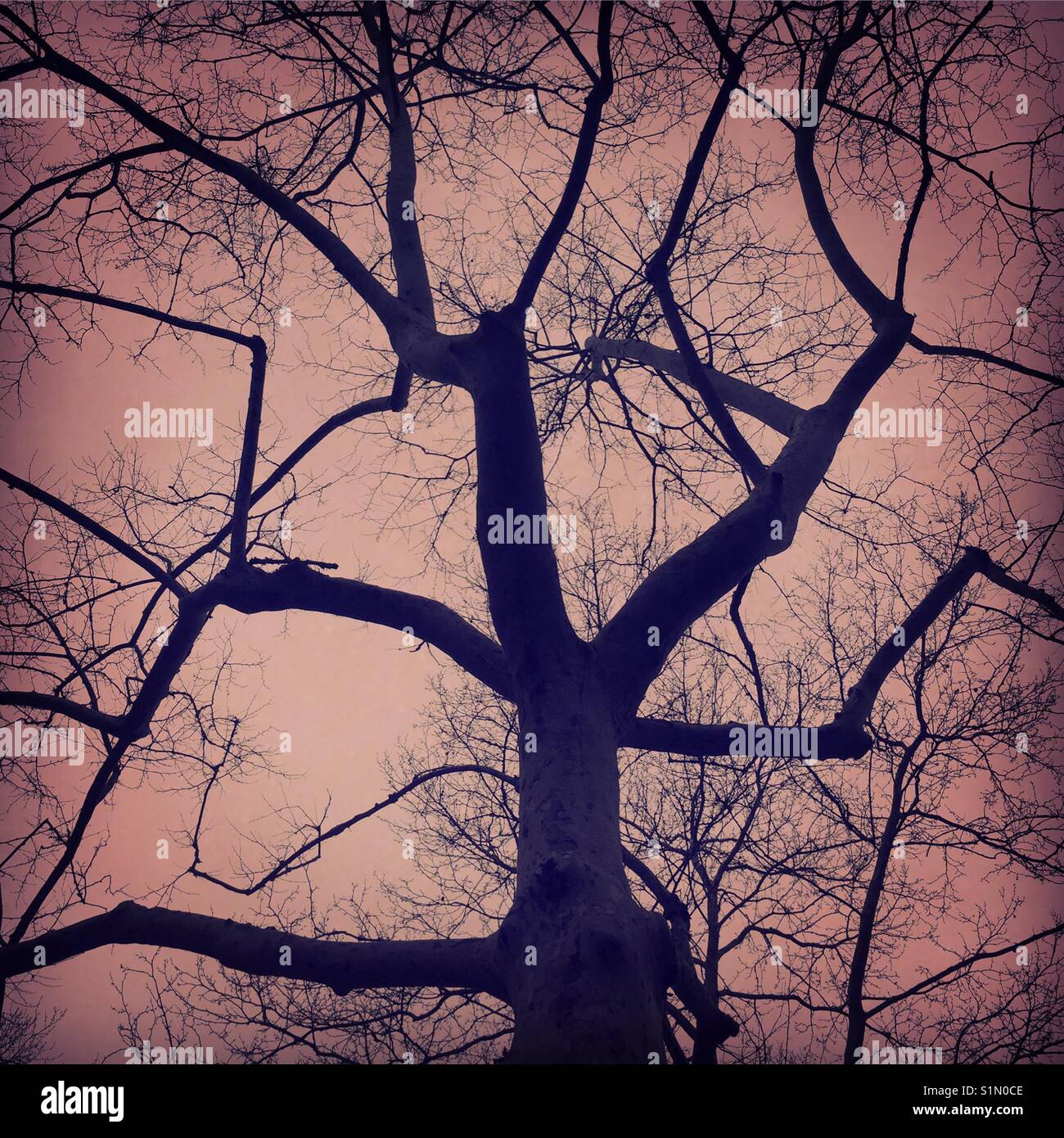 Scary tree hi-res stock photography and images - Alamy