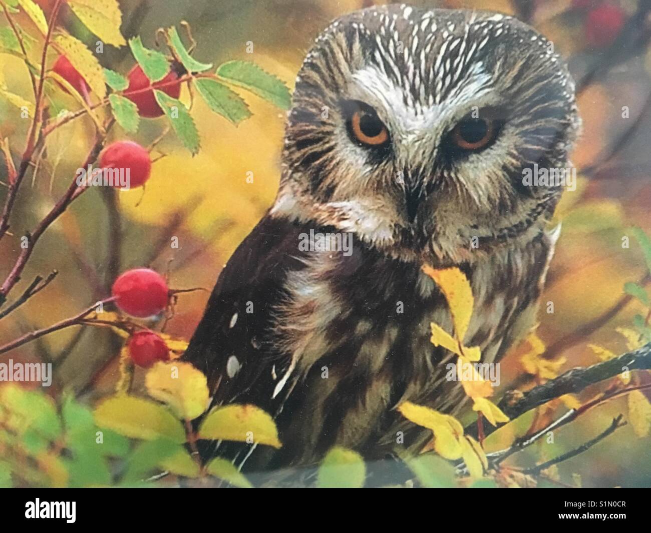 Sassy owl hi-res stock photography and images - Alamy