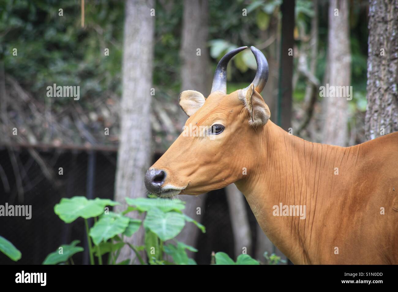 Banteng High Resolution Stock Photography and Images - Alamy