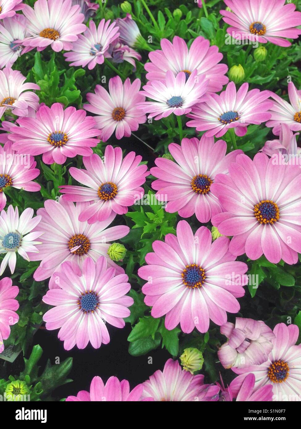 Marguerite Daisy High Resolution Stock Photography and Images - Alamy