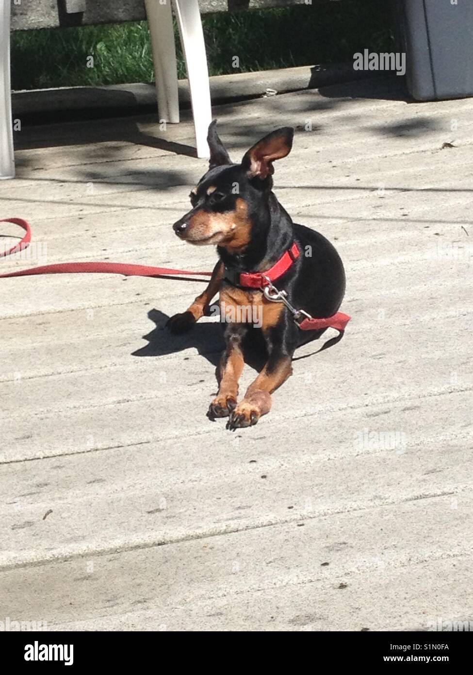 Dog sunbathing hi-res stock photography and images - Alamy