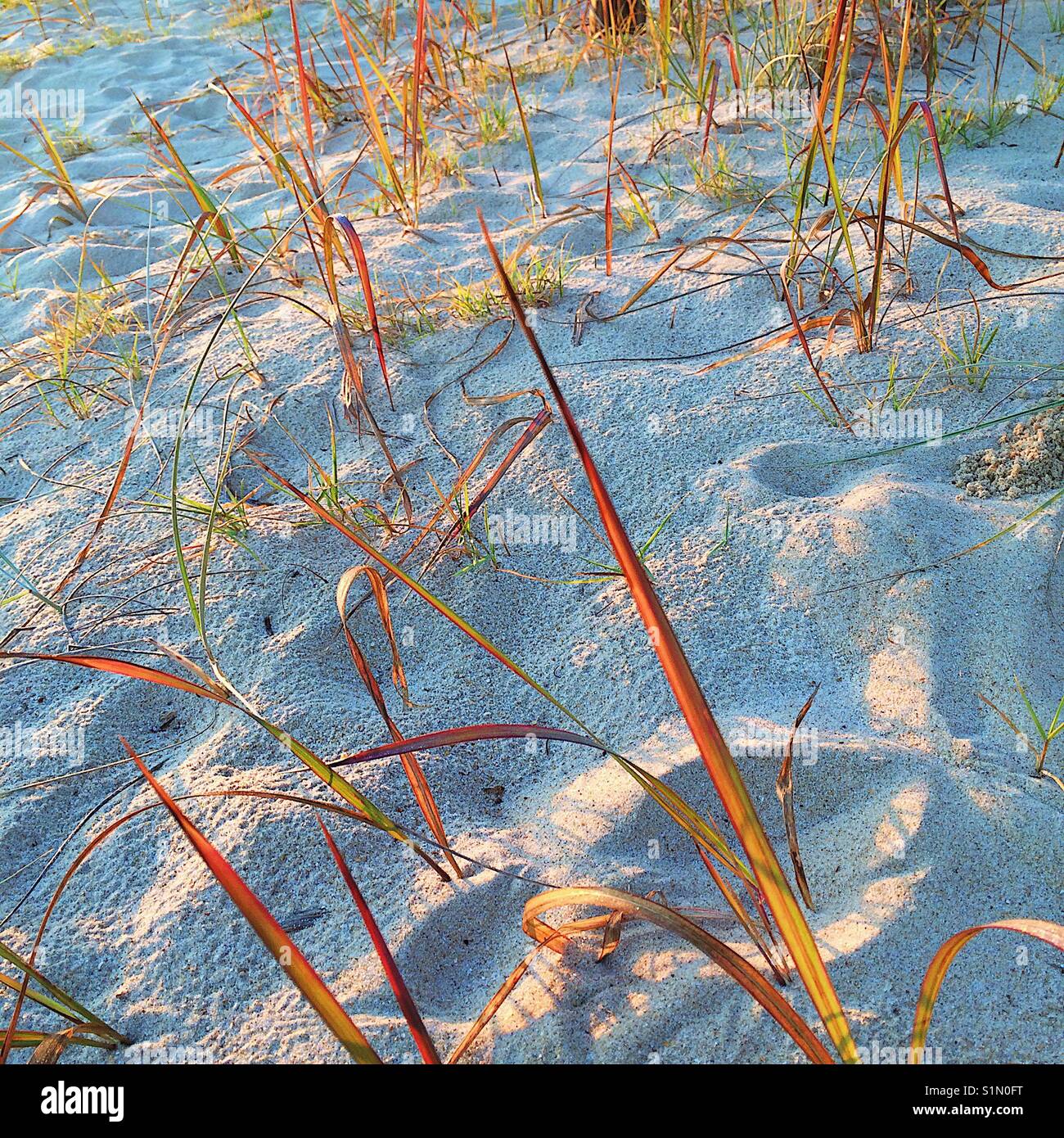 Sand plants hi-res stock photography and images - Alamy