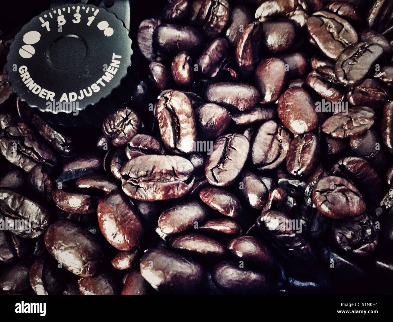Guatemala Elephant coffee beans in the grinder of a bean to cup coffee ...