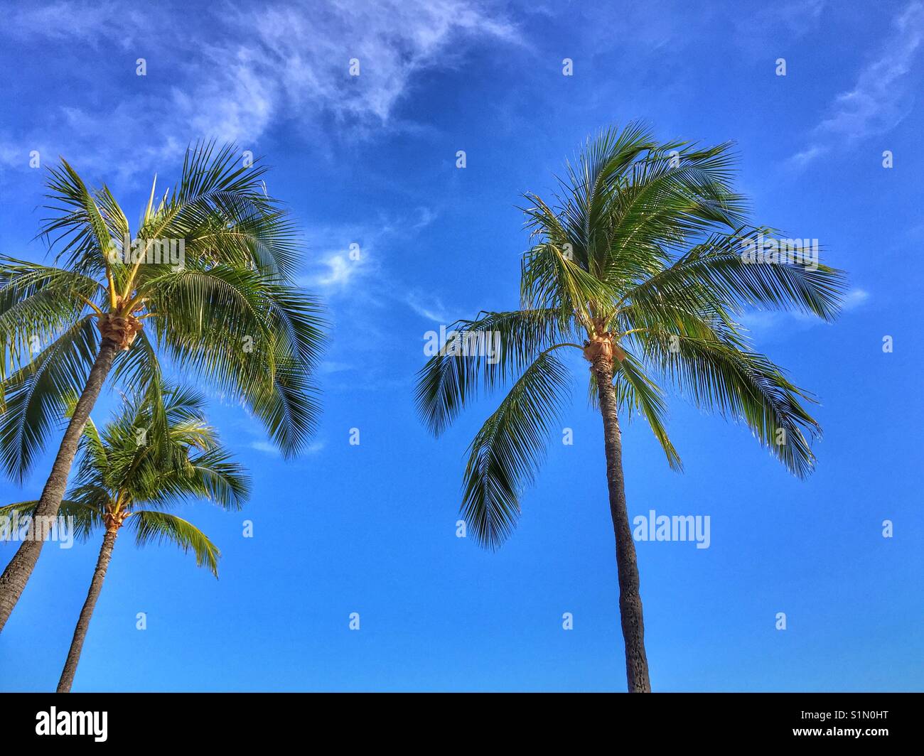 Three palm trees hi-res stock photography and images - Alamy