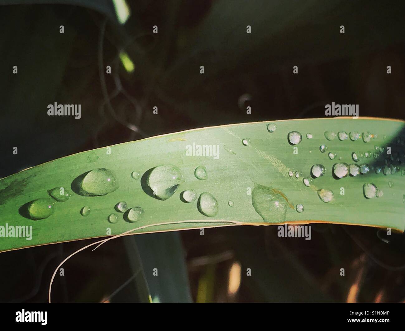 Little drops hi-res stock photography and images - Alamy