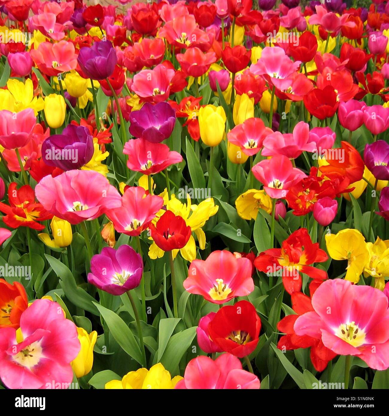 Colourful display of flowers Stock Photo - Alamy