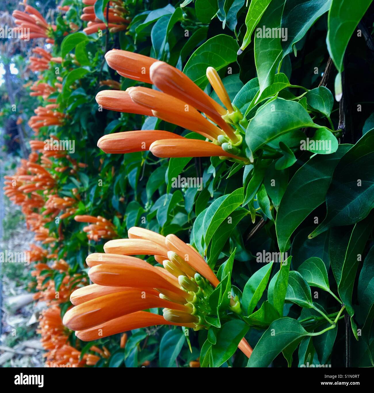 Sub tropical flowers hi-res stock photography and images - Alamy