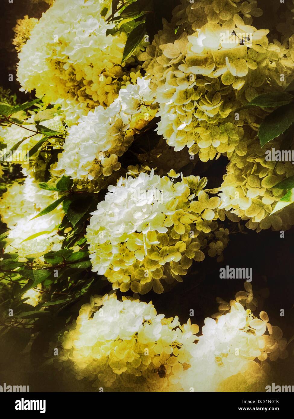 White Hydrangea Hedge Stock Photos & White Hydrangea Hedge Stock Images ...