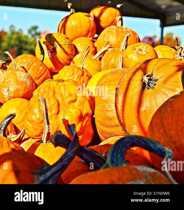 Hayride pumpkins hi-res stock photography and images - Alamy