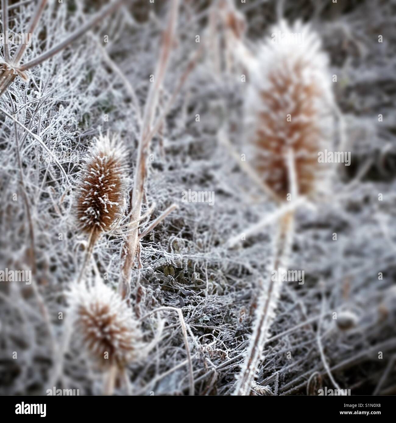 Frost spikes hi-res stock photography and images - Alamy