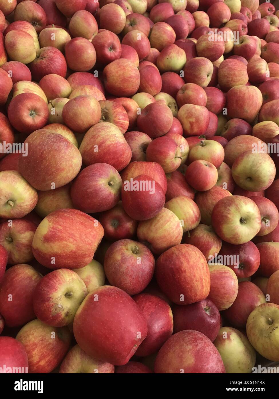 Red Windsor apples Stock Photo - Alamy