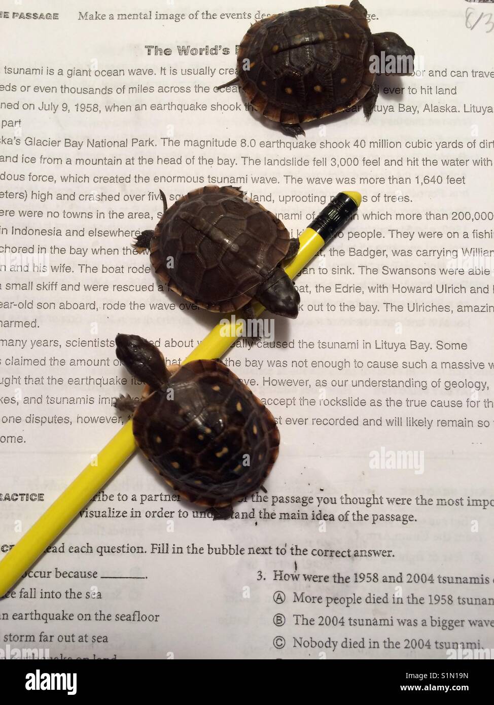 Turtles hatchlings hi-res stock photography and images - Alamy