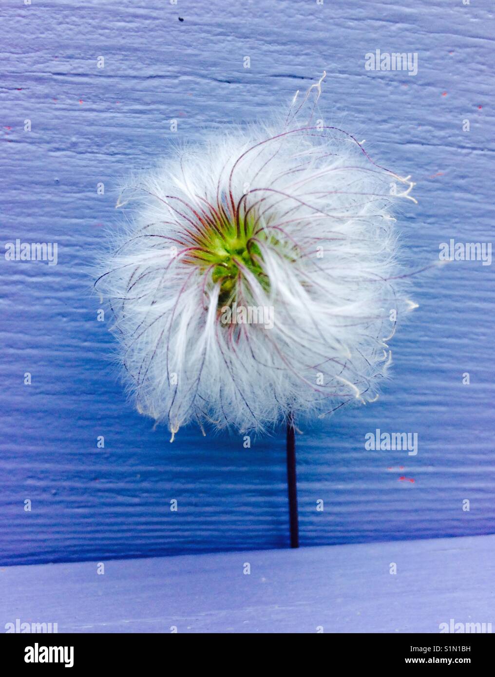 Fuzzy seed hi-res stock photography and images - Alamy
