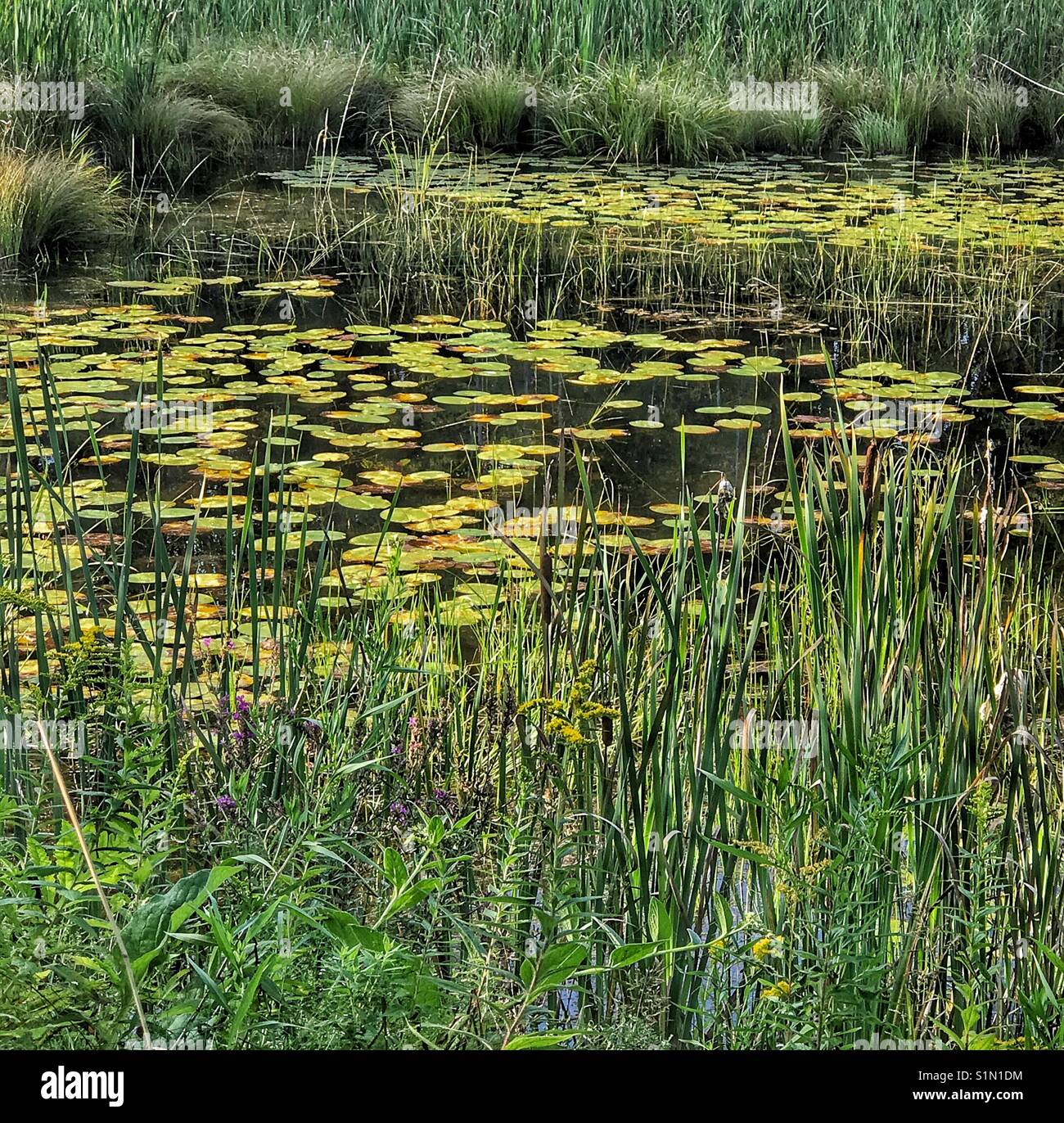 Green marsh grasses hi-res stock photography and images - Alamy