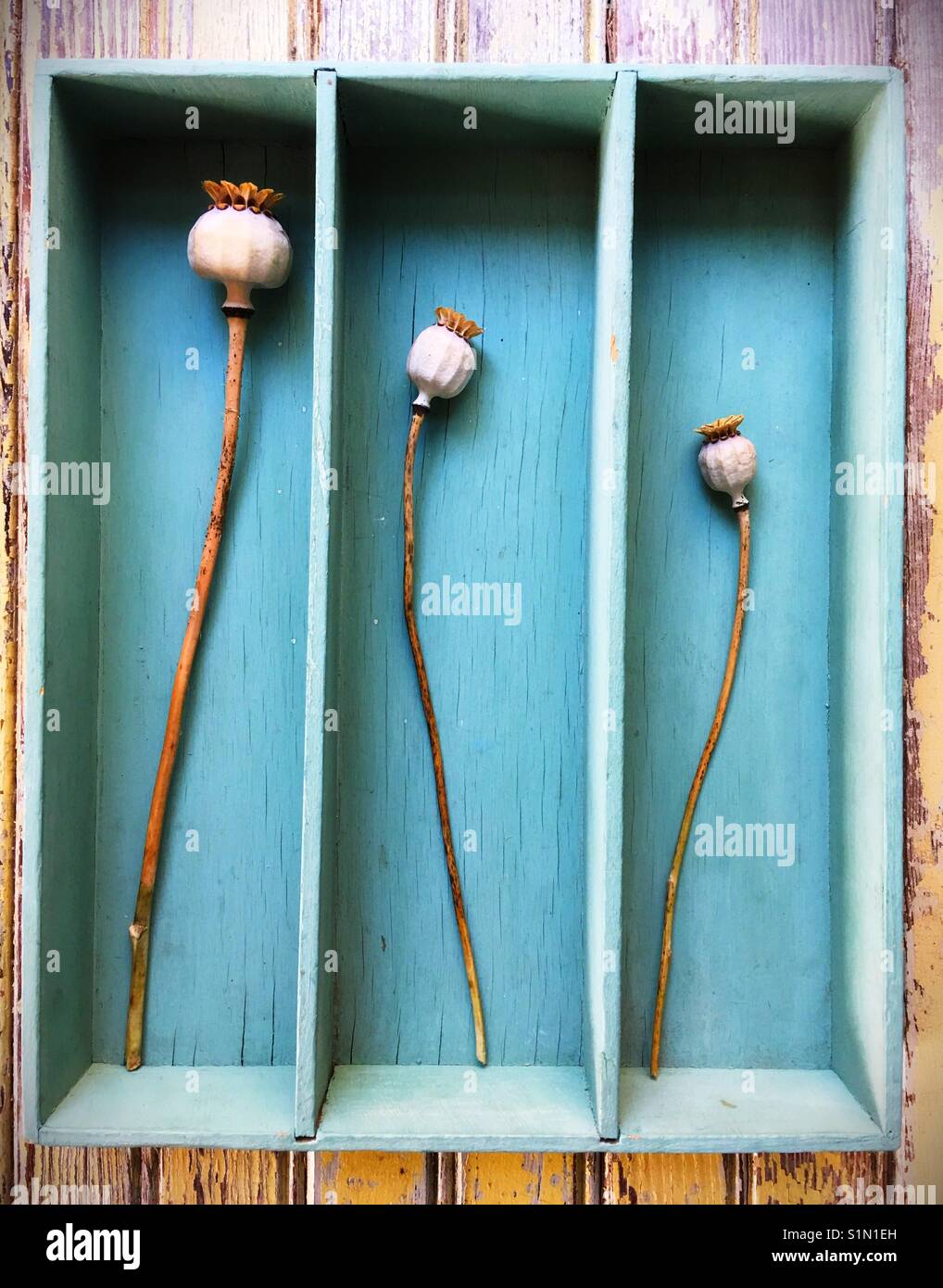 Poppies three hi-res stock photography and images - Alamy