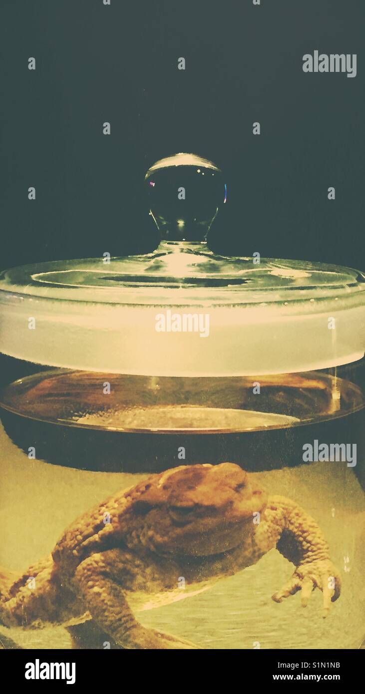Preserved toad floating in a glass jar Stock Photo - Alamy