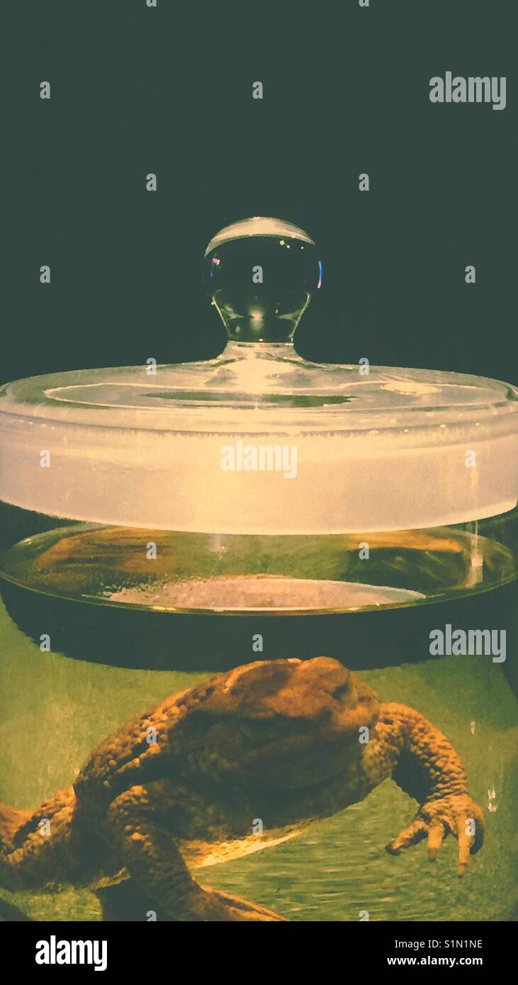 Preserved toad floating in a glass jar Stock Photo - Alamy