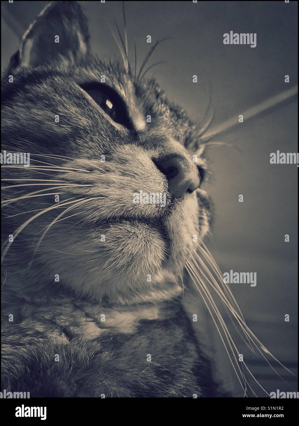 Black and white photo of cat from below Stock Photo - Alamy