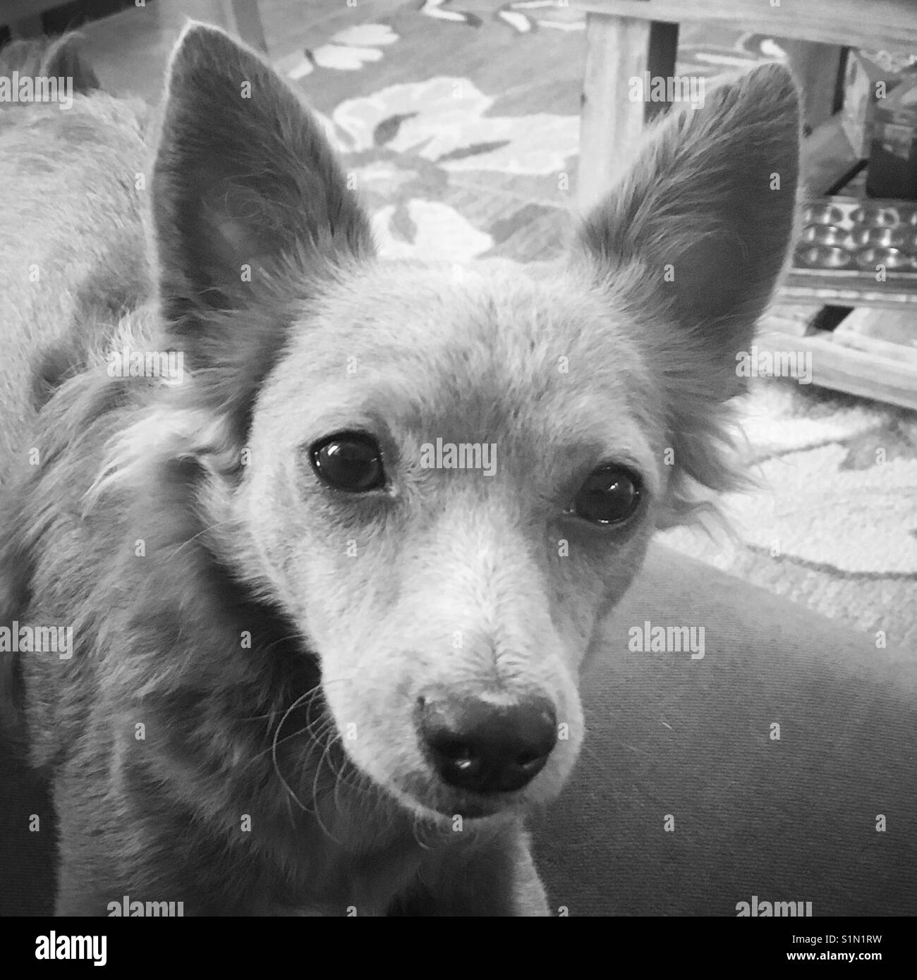 Concerned Dog High Resolution Stock Photography and Images - Alamy