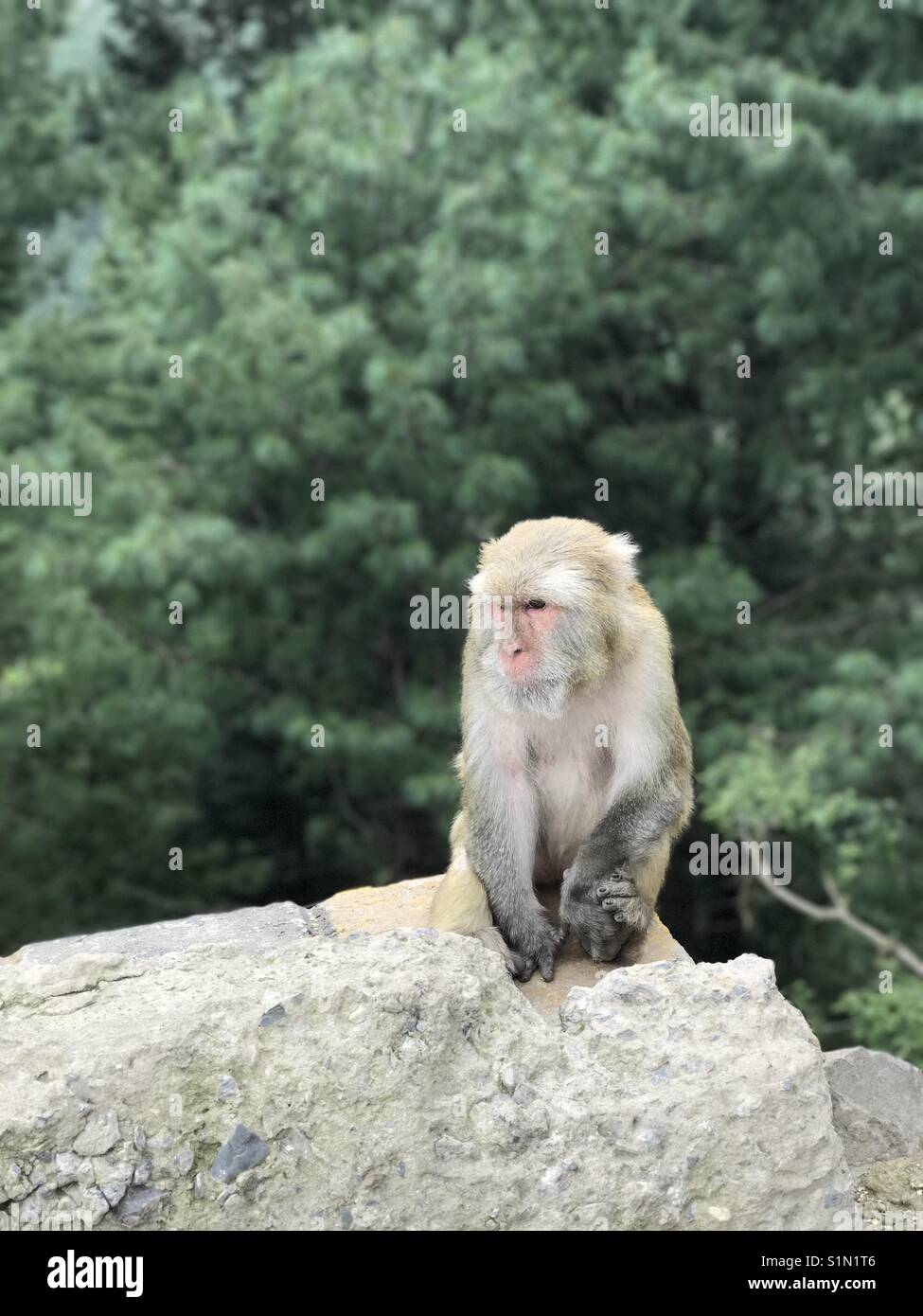 Monkey wild jungle hi-res stock photography and images - Alamy