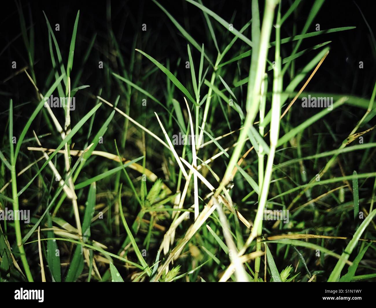 Green grass night hi-res stock photography and images - Alamy