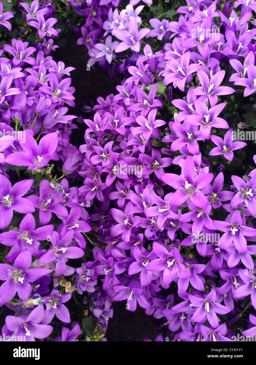 Ambella hi-res stock photography and images - Alamy