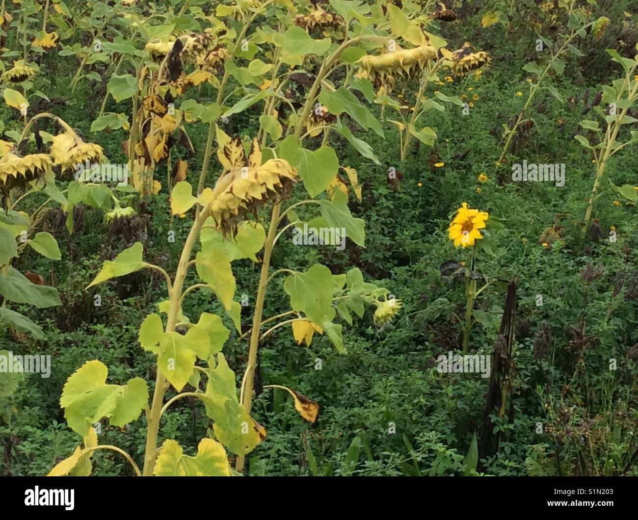 Withered sunflowers hi-res stock photography and images - Alamy