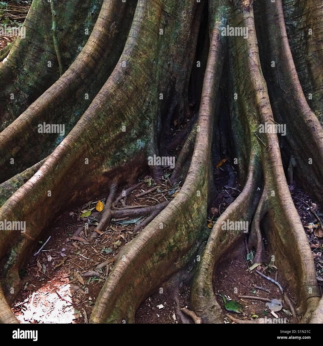Rainforest tree hi-res stock photography and images - Alamy