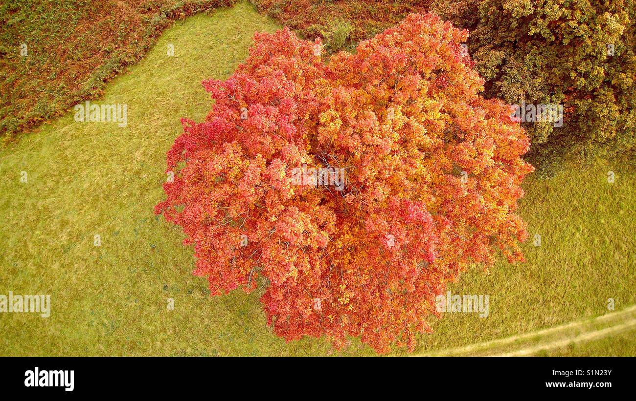 Tree colours hi-res stock photography and images - Alamy