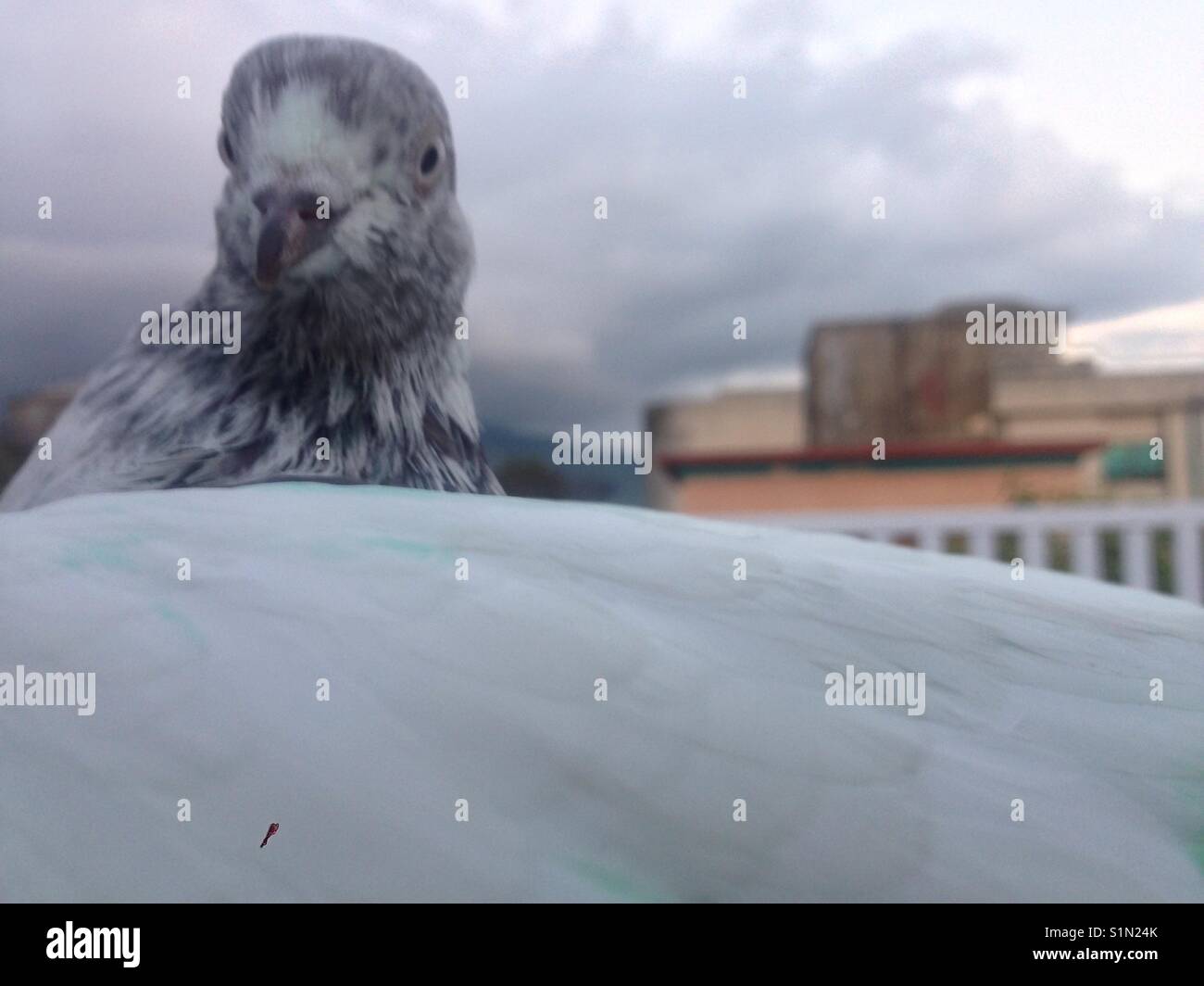 Pegion in pose for a click Stock Photo - Alamy