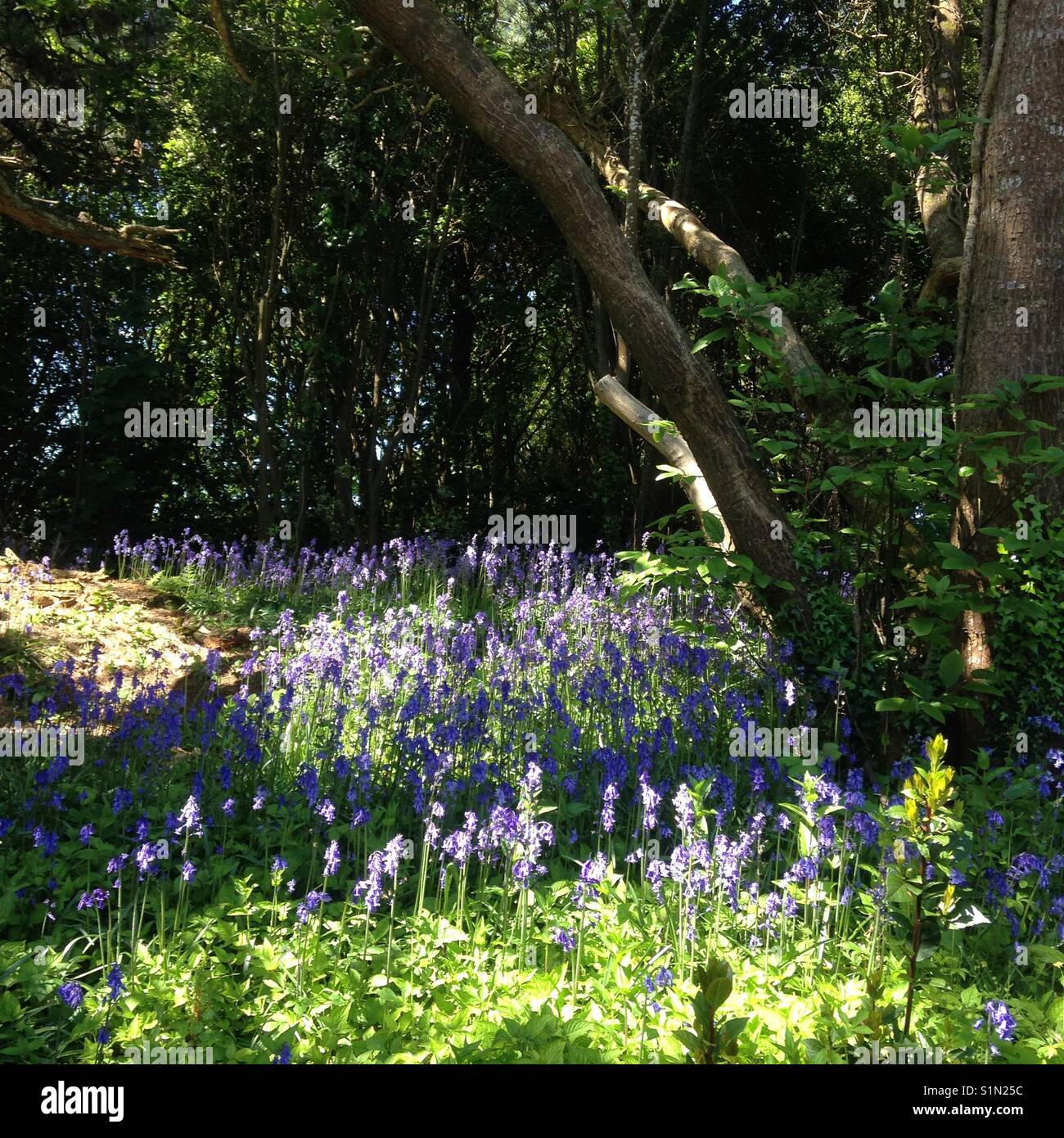 Bluebells English country lane spring Stock Photo - Alamy