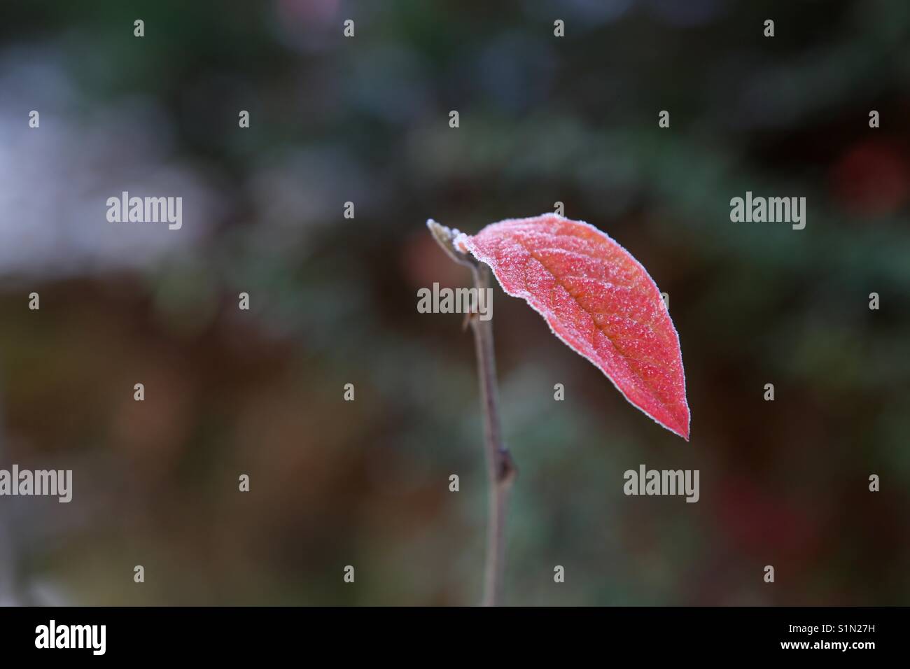 A lonely red autumn leaf Stock Photo - Alamy