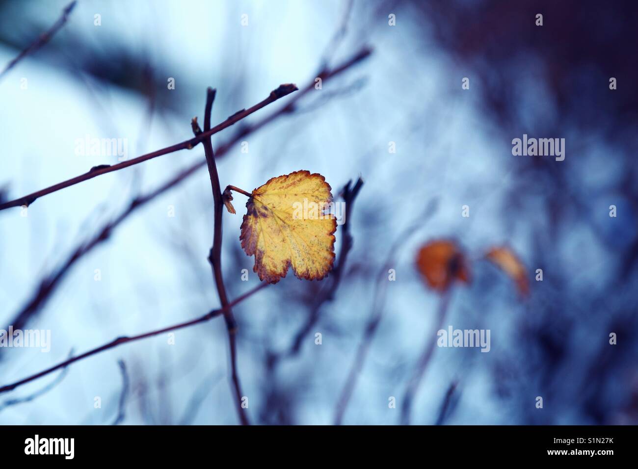 One autumn leaf hi-res stock photography and images - Alamy