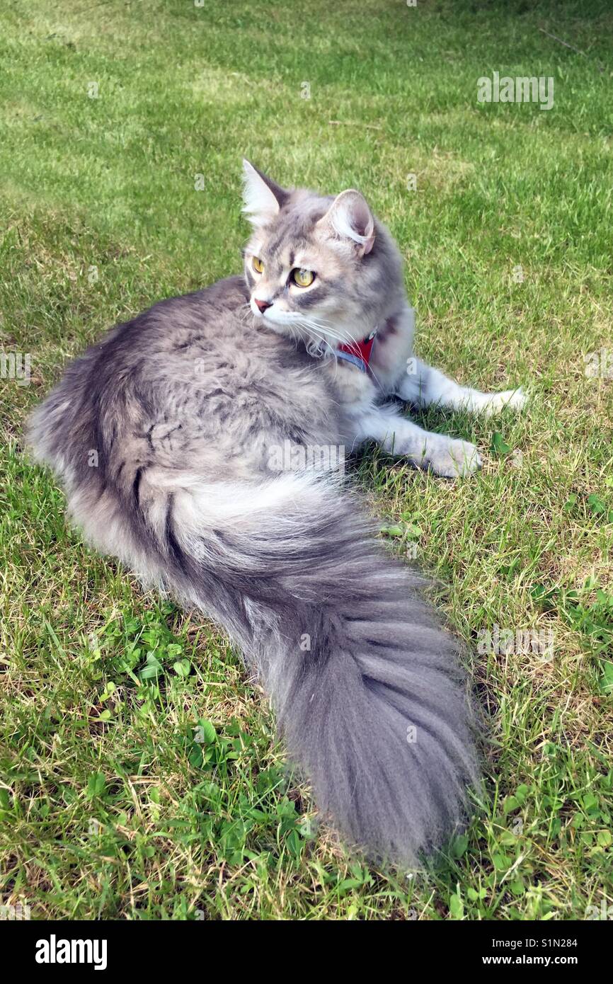Silver hair grass hi-res stock photography and images - Alamy