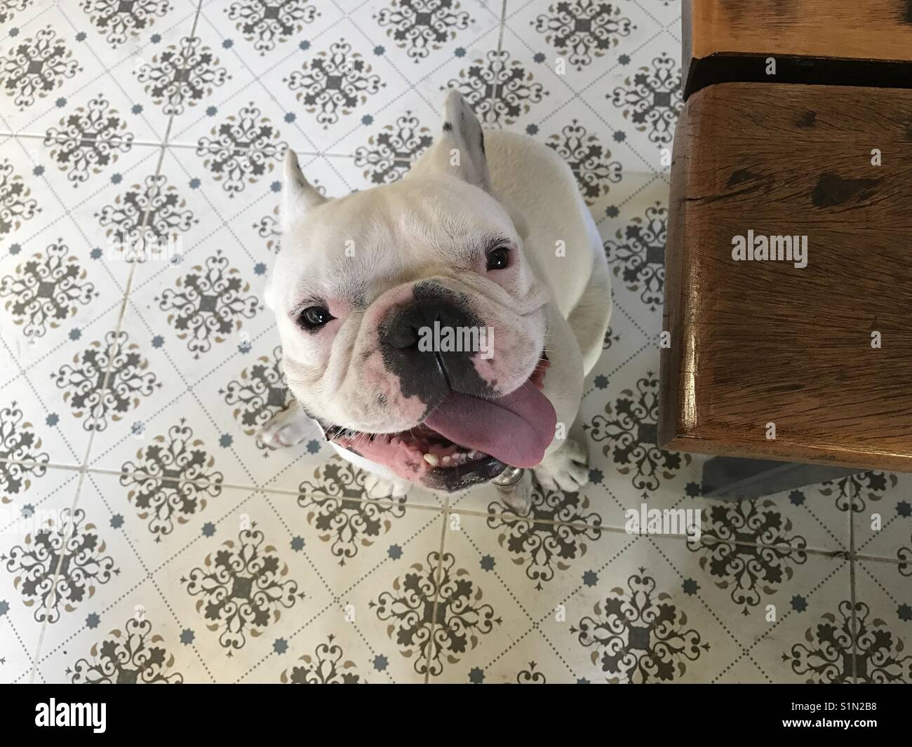 Frenchie hi-res stock photography and images - Alamy