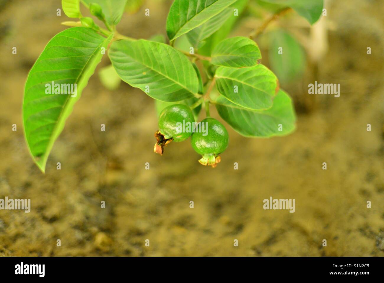 Guava, fruit, Plants, Garden Stock Photo - Alamy