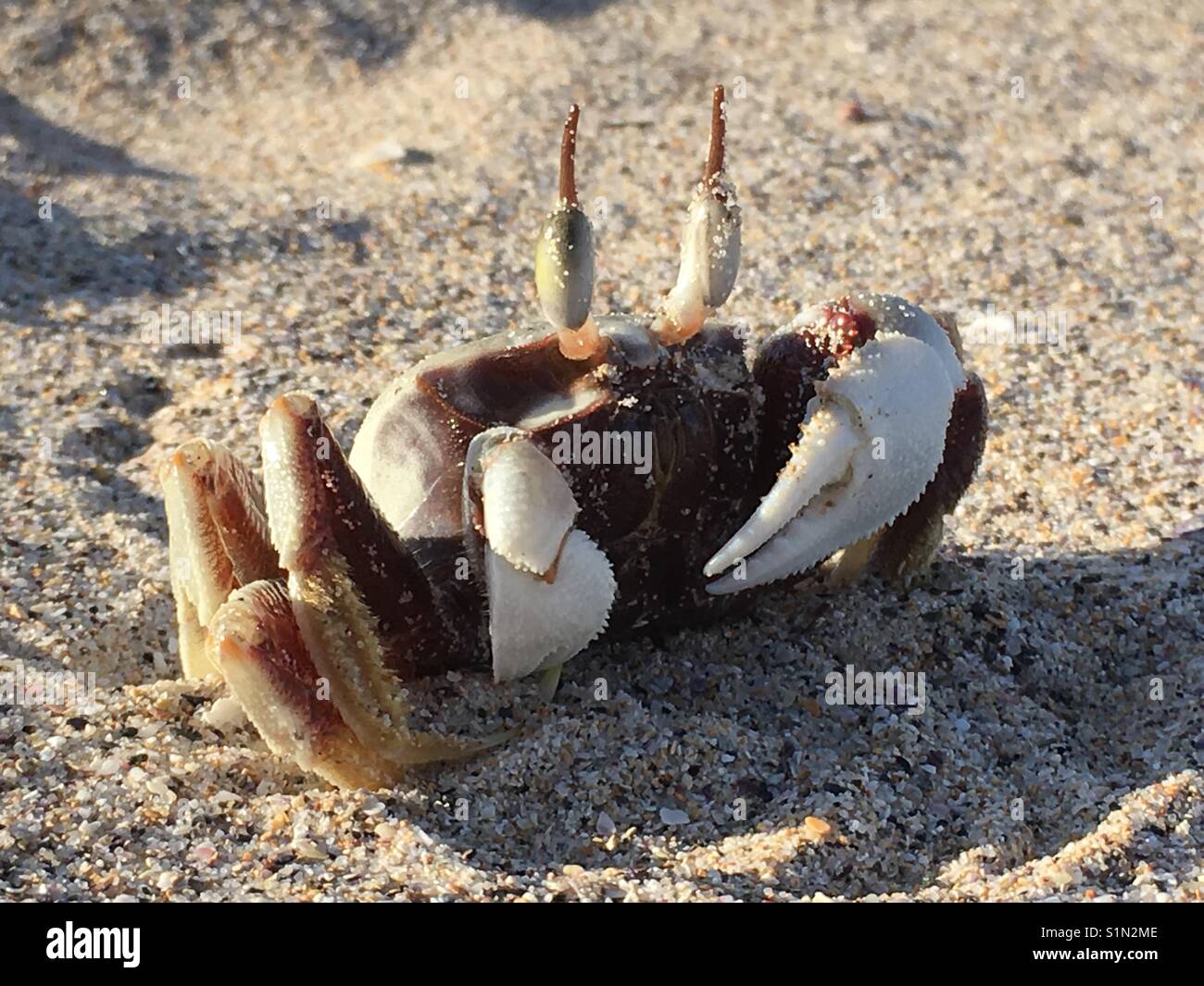 Sea creatures claws hi-res stock photography and images - Alamy