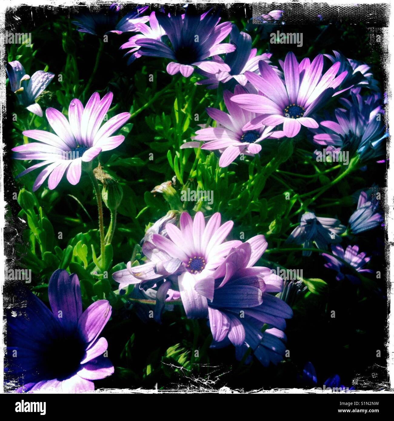 Spring in Greece Stock Photo - Alamy