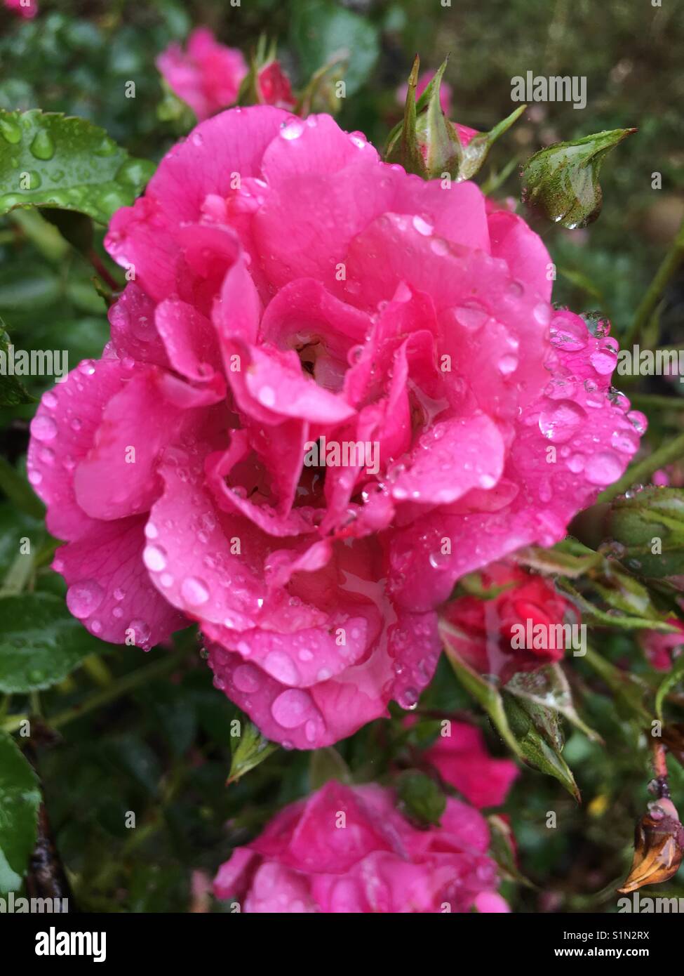 Dew-covered Pink Rose background or wallpaper Stock Photo - Alamy