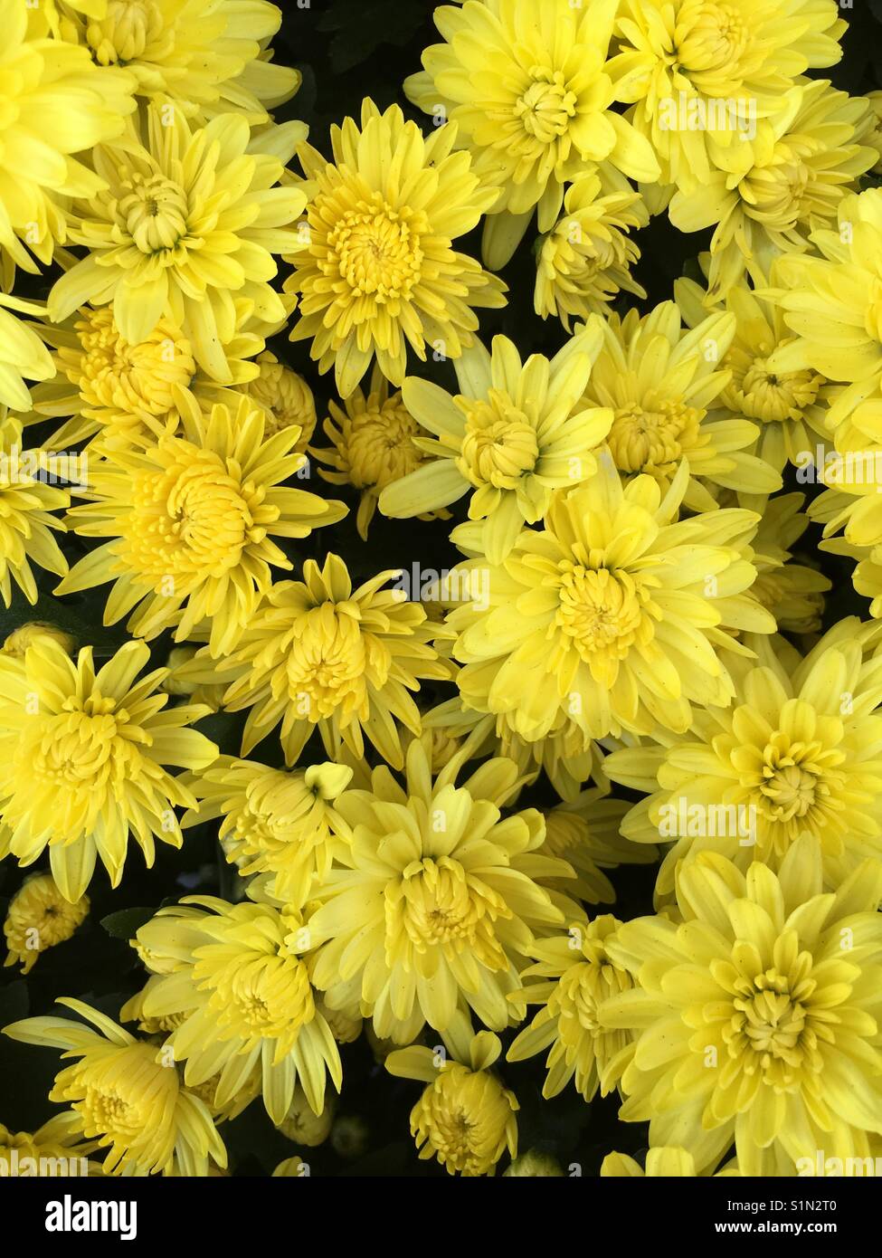 Yellow flower background or wallpaper Stock Photo - Alamy