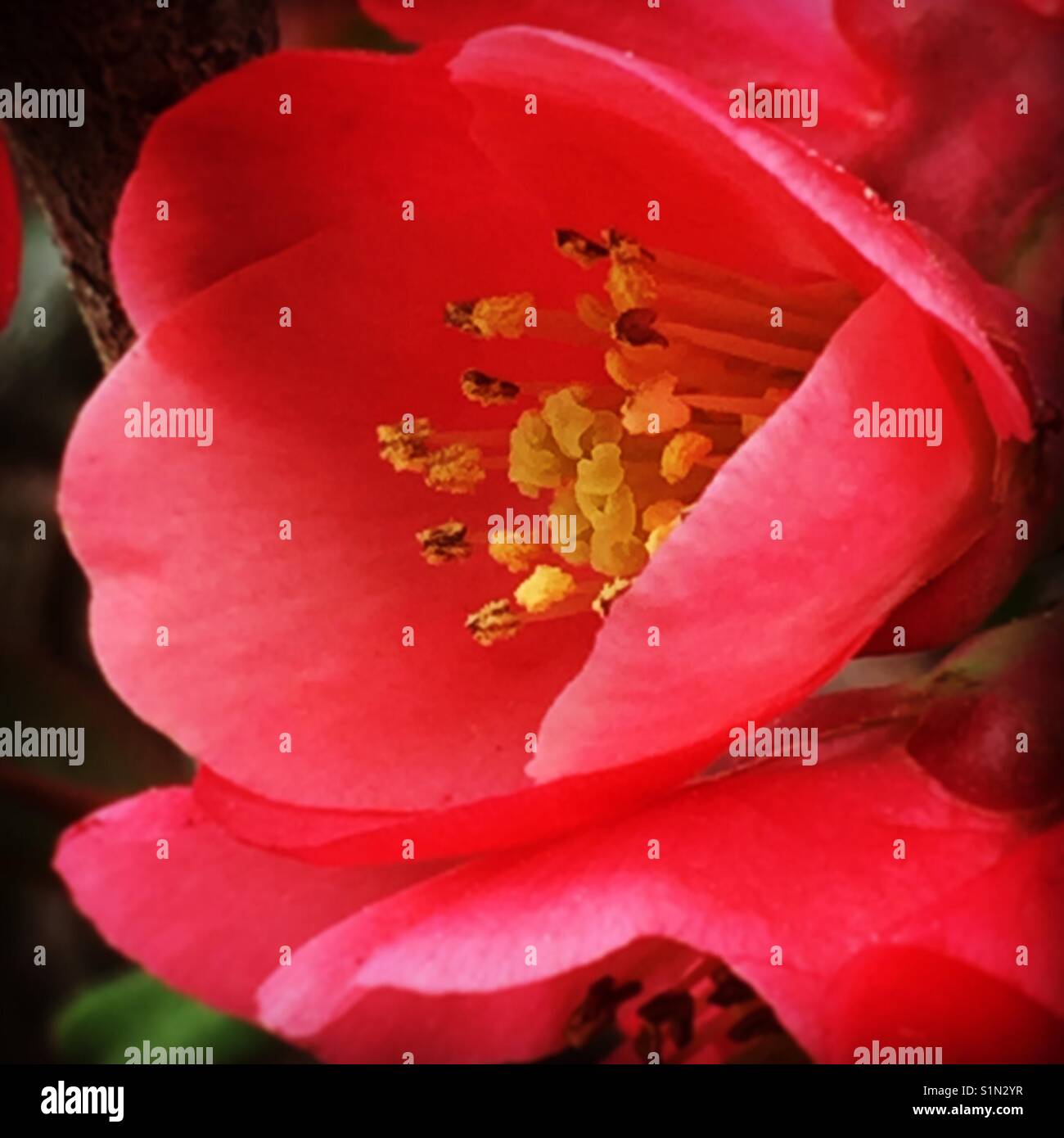 Flower pistol stamen hi-res stock photography and images - Alamy