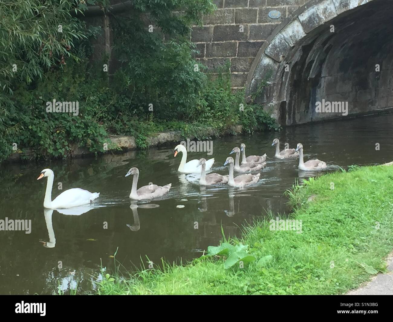 Family swim hi-res stock photography and images - Alamy