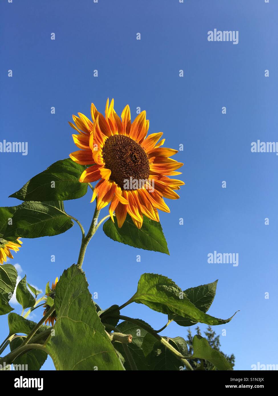 Sunflower in the sun hi-res stock photography and images - Alamy