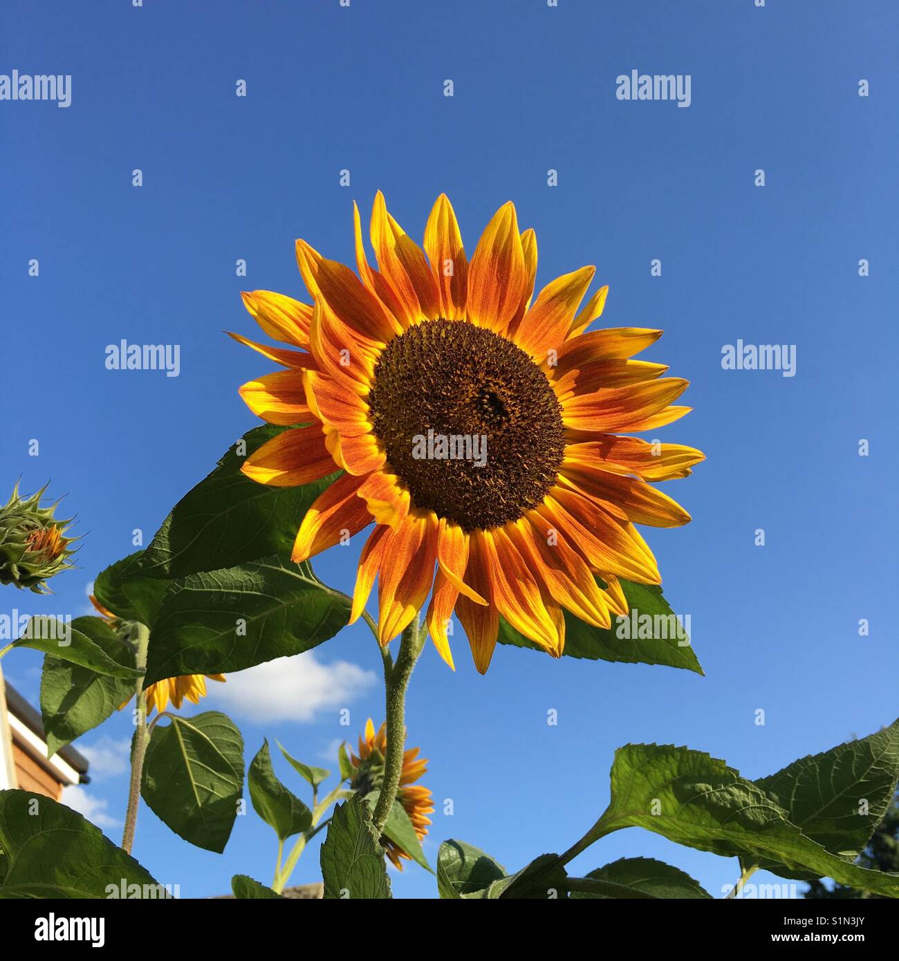 Gold sunflower hi-res stock photography and images - Alamy